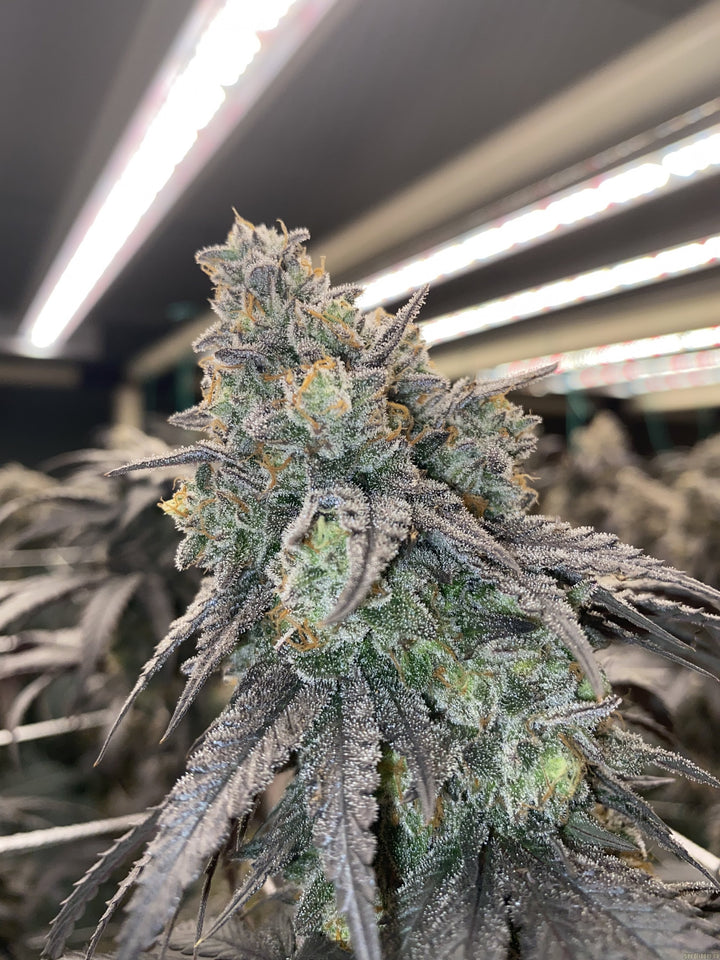 In House Genetics | Gas-Station.lu – Gas Station