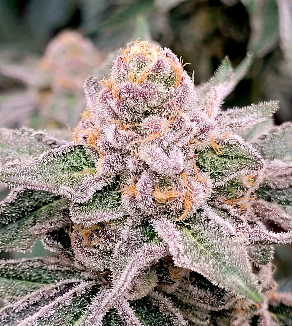 In House Genetics | Gas-Station.lu – Gas Station