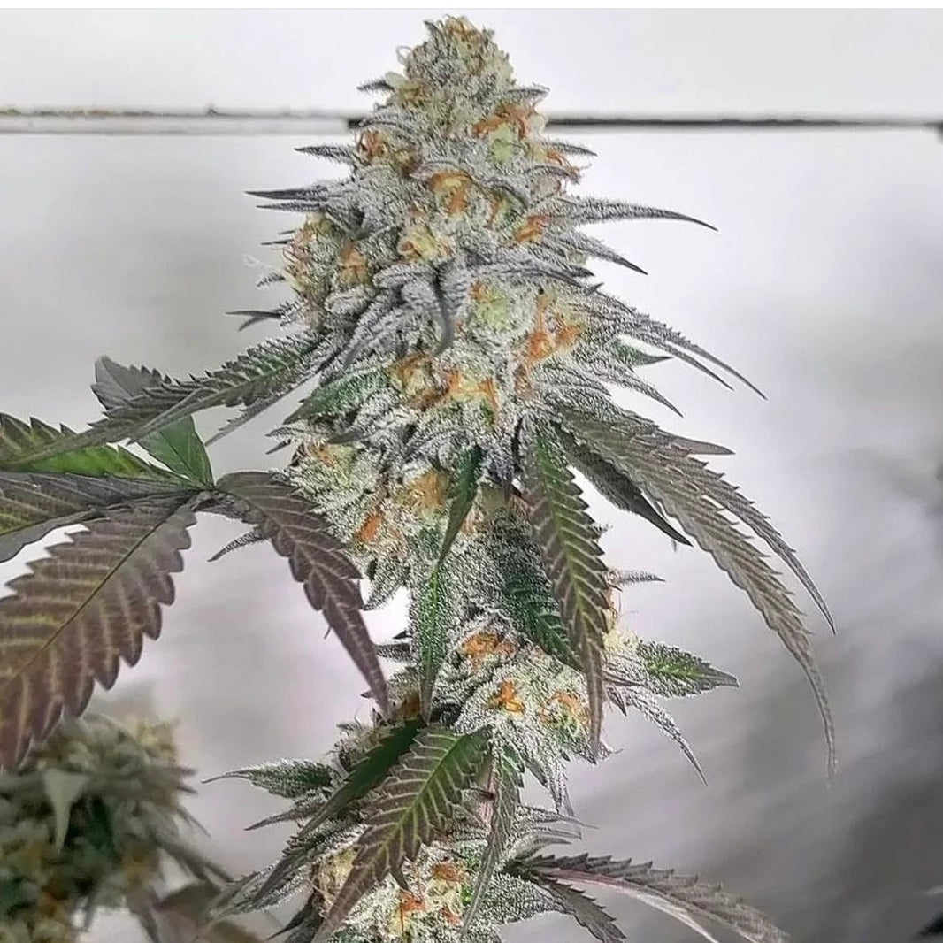 Square One Genetics | Gas-Station.lu – Gas Station