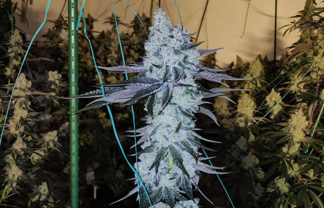 Seeds – Gas Station