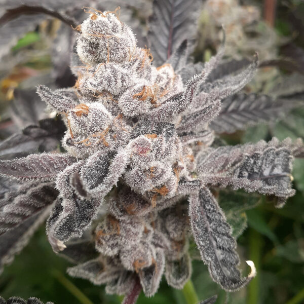 Bakers Fruit (Apple Fritter x Purple Cherry Cookies) 3 seeds – Gas Station