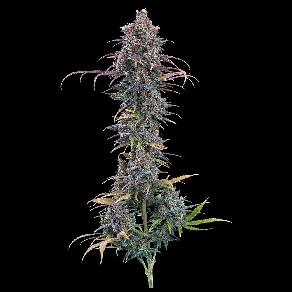 Cinderella Purple [(Purple Urkle x C99) x Cinderella 99) 9 seeds + 1 F ...