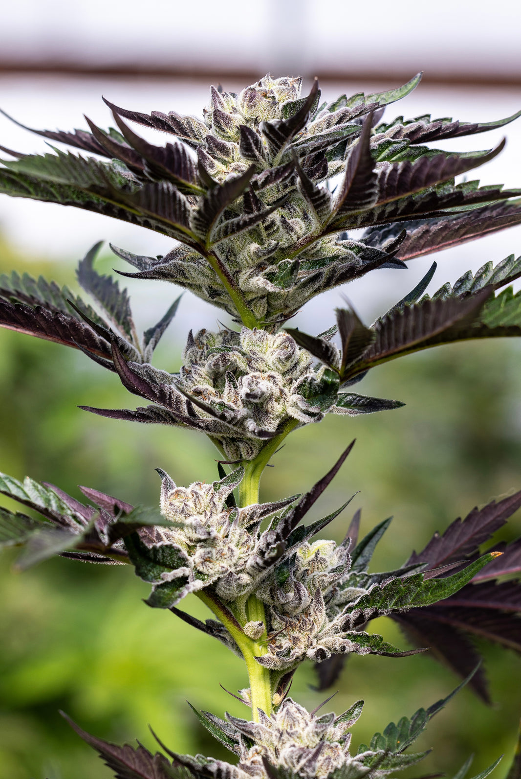 Cipher Genetics – Gas Station