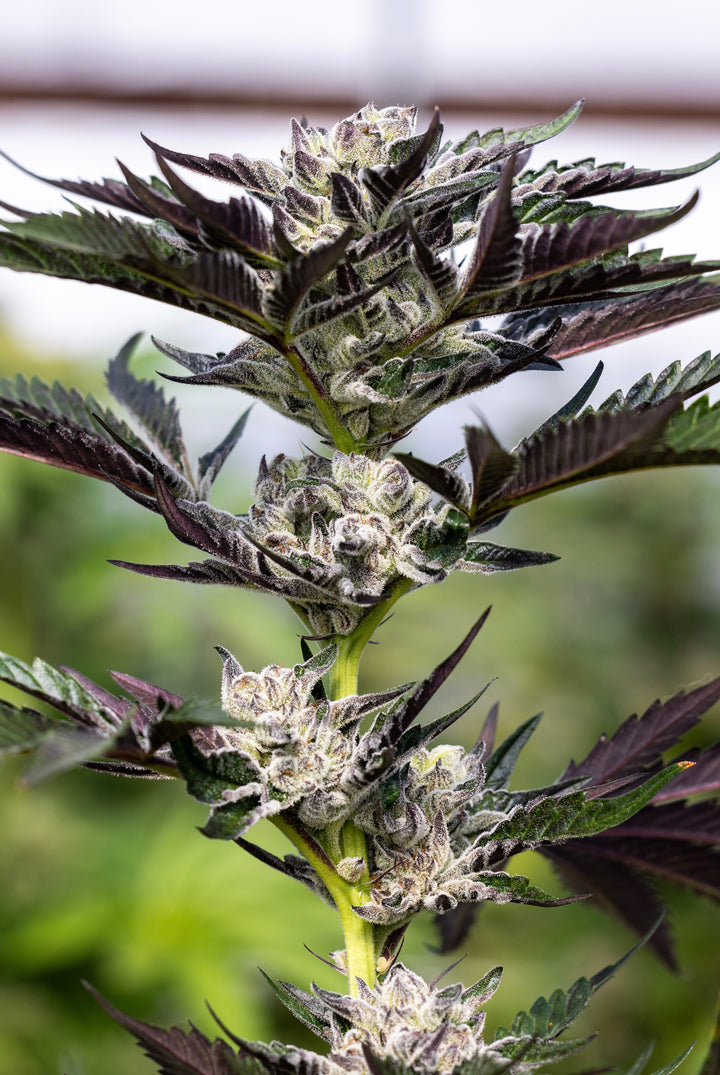 Cipher Genetics – Gas Station