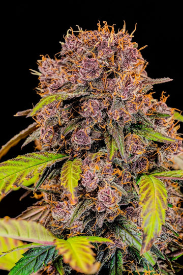 Gas Station - Your partner from seed to smoke 💚