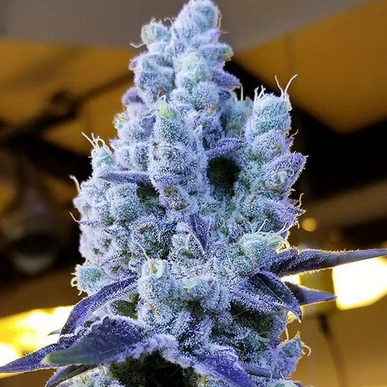 Mandarin Cookies V2 5-Pack | Ethos Genetics – Gas Station