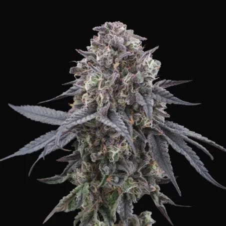Mangozzteen (Peach Ozz x Cherrytini) 6 seeds + 3 Loukoum Freebies – Gas ...