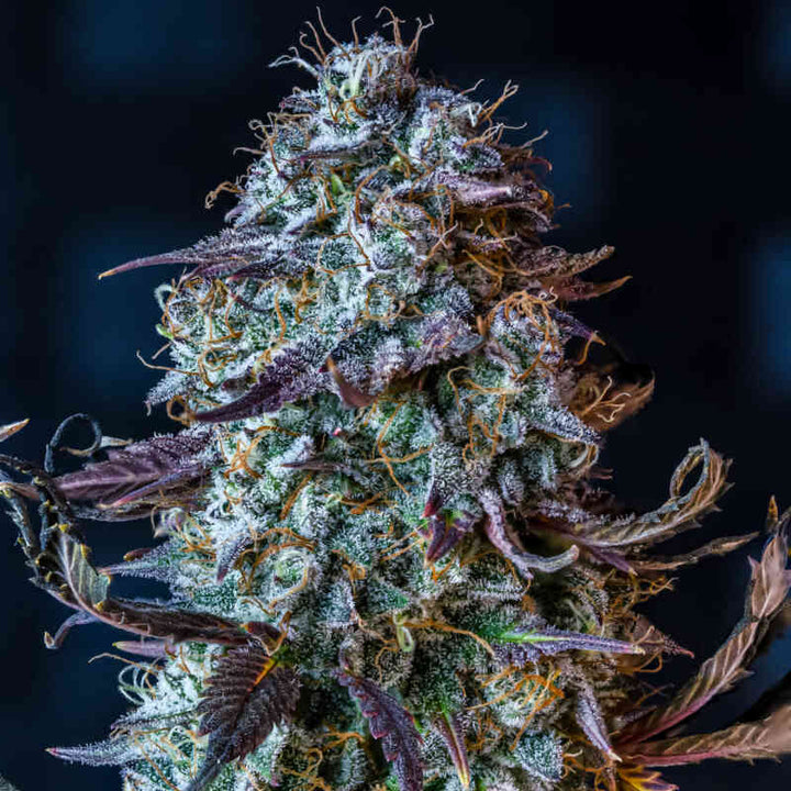 Mephisto Genetics – Gas Station