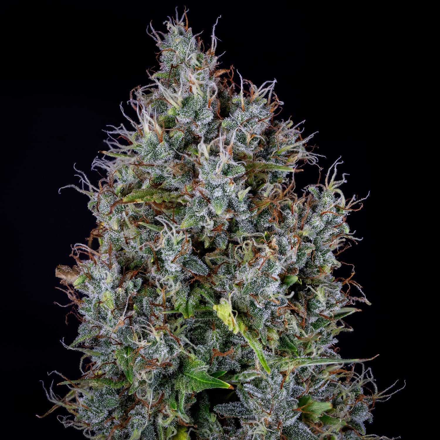 Mephisto Genetics – Gas Station