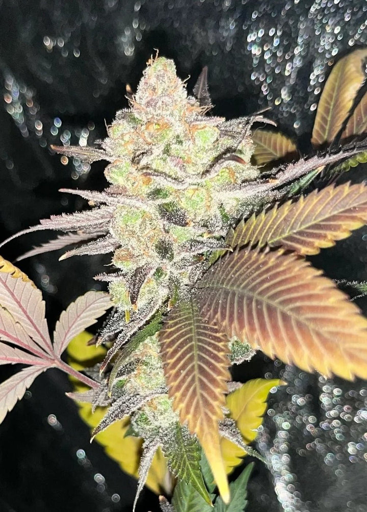 In House Genetics | Gas-Station.lu – Gas Station