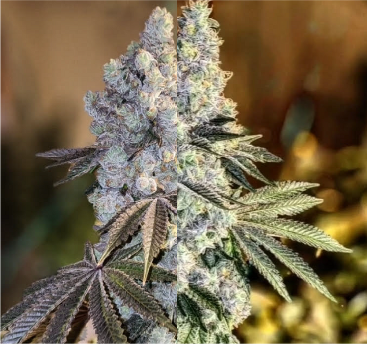 Ethos Genetics | Gas-Station.lu – Gas Station