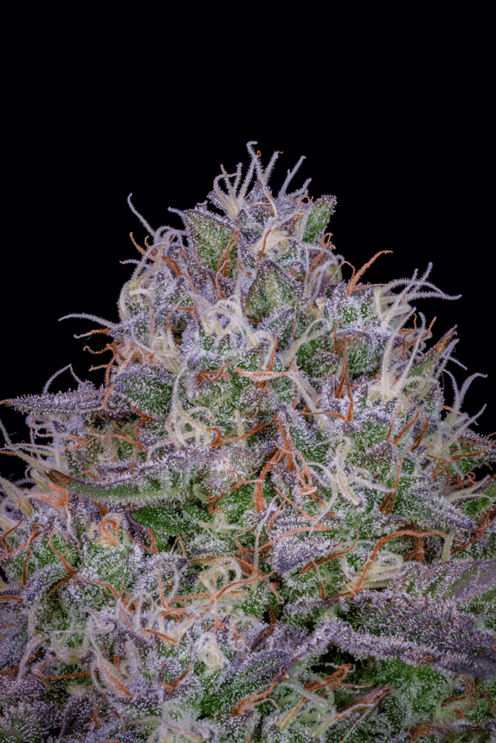 Mephisto Genetics – Gas Station